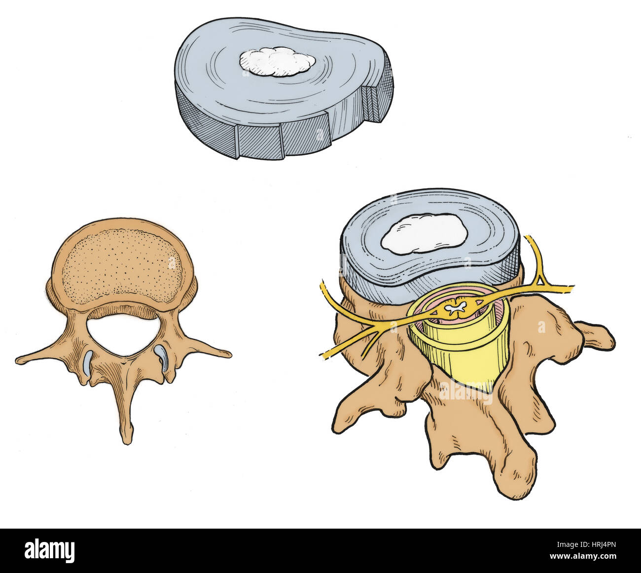 Illustration of Spinal Disks Stock Photo - Alamy
