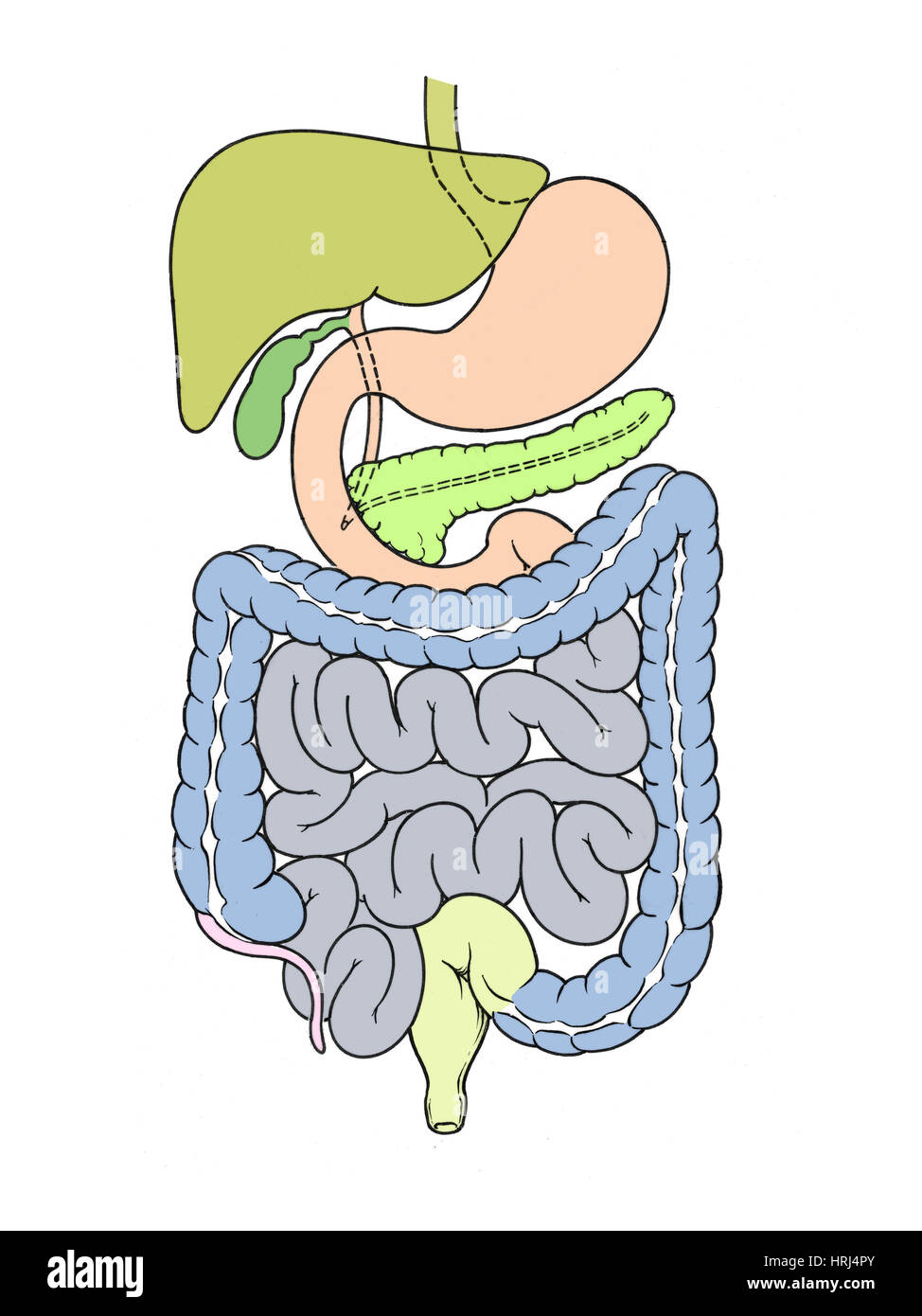 Anatomical drawing appendix Cut Out Stock Images & Pictures - Alamy