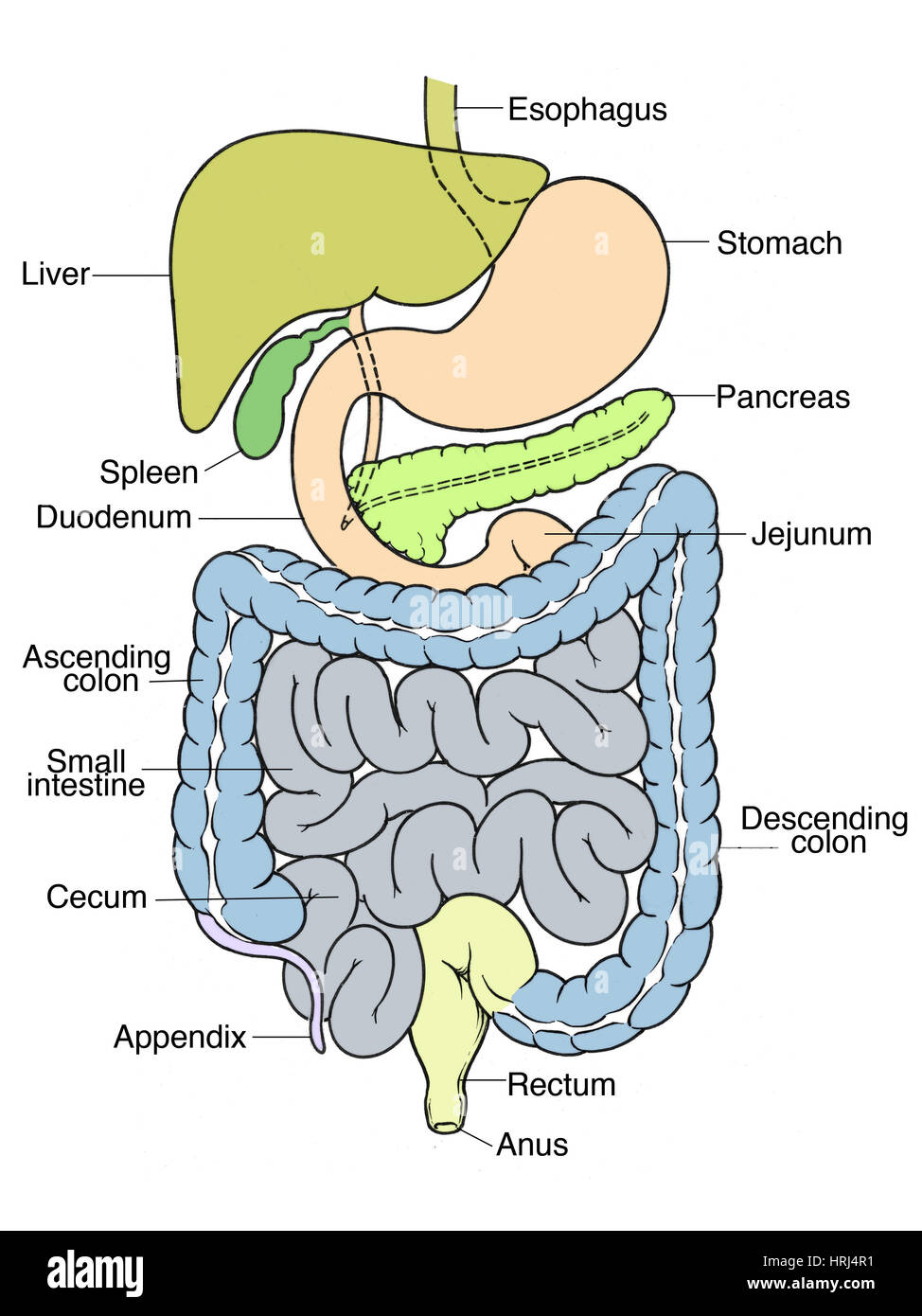 Anatomical drawing appendix Cut Out Stock Images & Pictures - Alamy