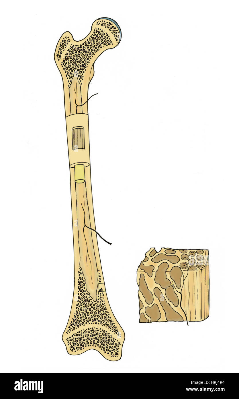 Illustration of Bone Structure Stock Photo - Alamy