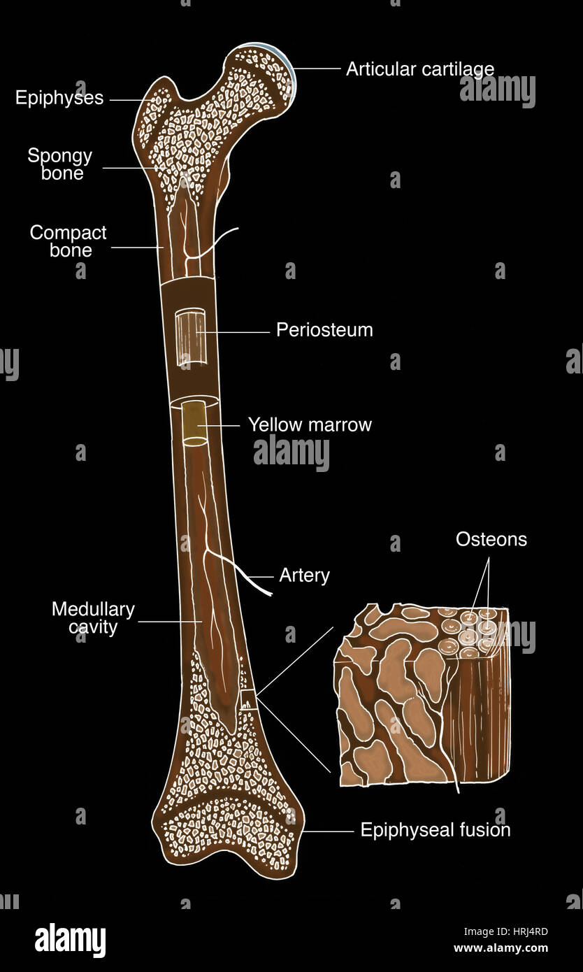 Illustration of Bone Structure Stock Photo - Alamy Illustration of Bone Structure Stock Photo - Alamy