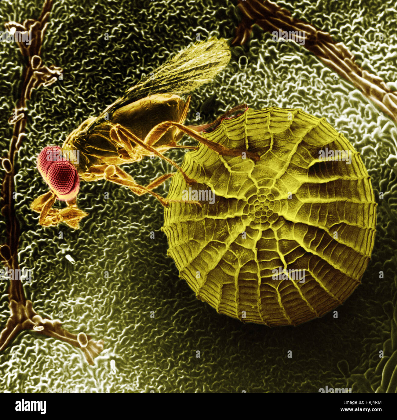 Parasite parasitic wasp parasitoid hi-res stock photography and images ...