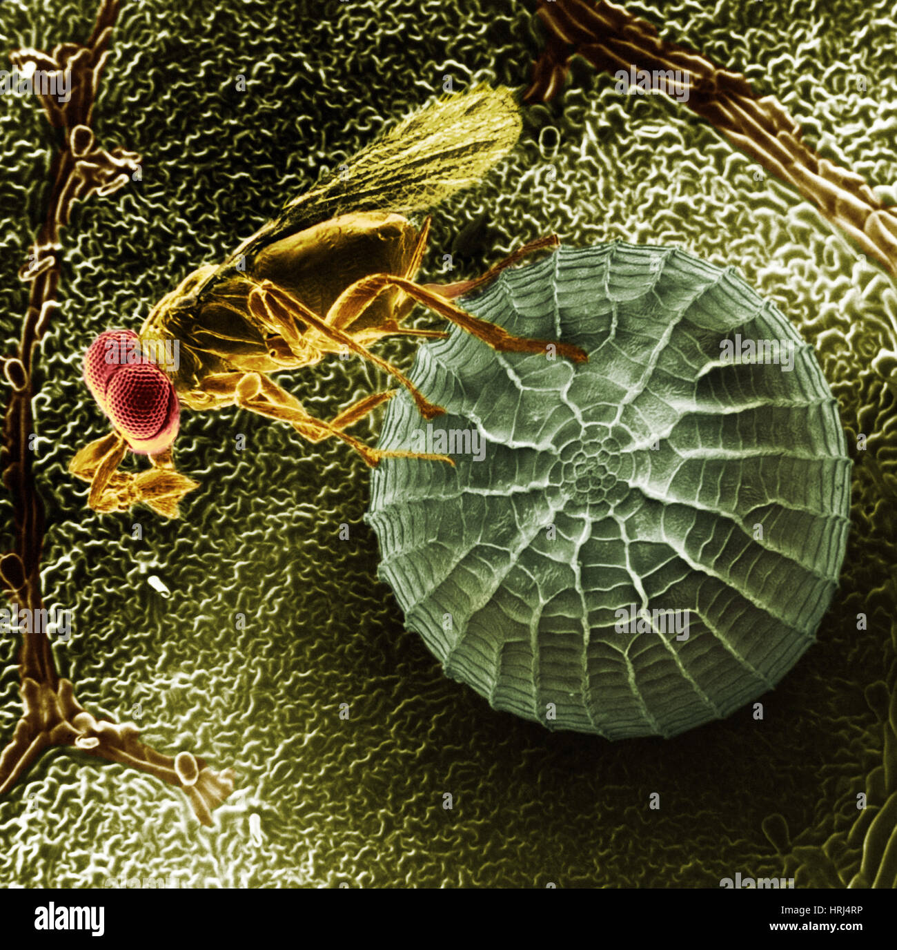 Trichogramma hi-res stock photography and images - Alamy