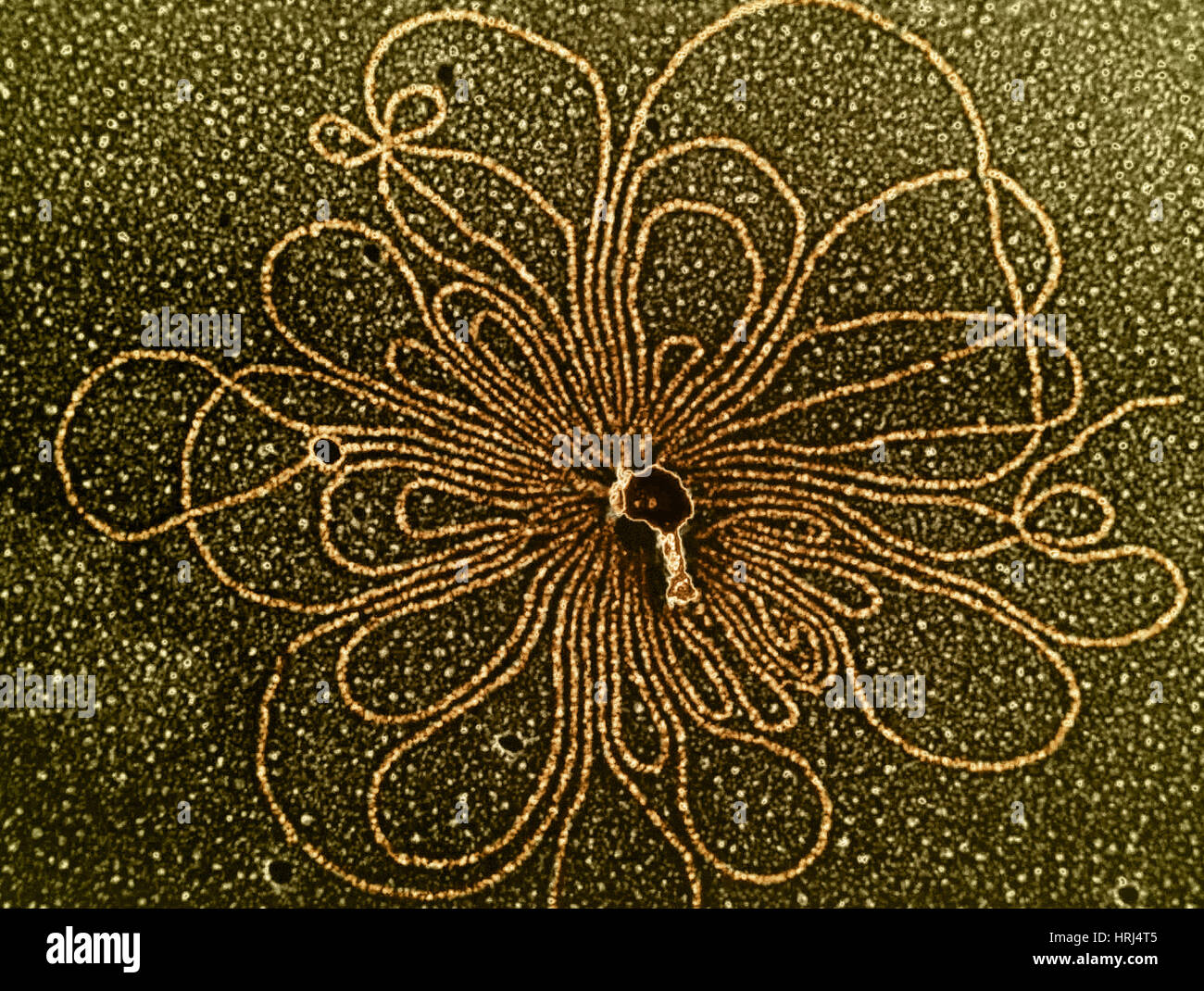 Transmission Electron Microscopy Dna Stock Photos & Transmission ...