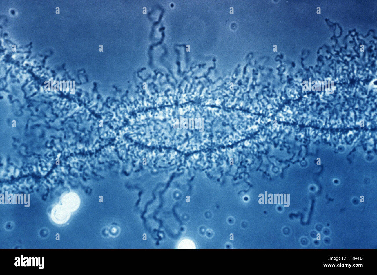 Meiosis Micrograph High Resolution Stock Photography and Images - Alamy
