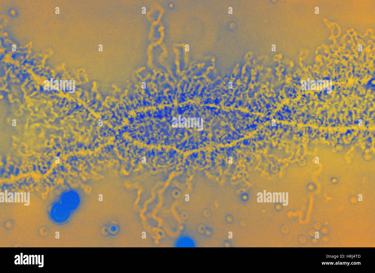 Lampbrush chromosome hi-res stock photography and images - Alamy