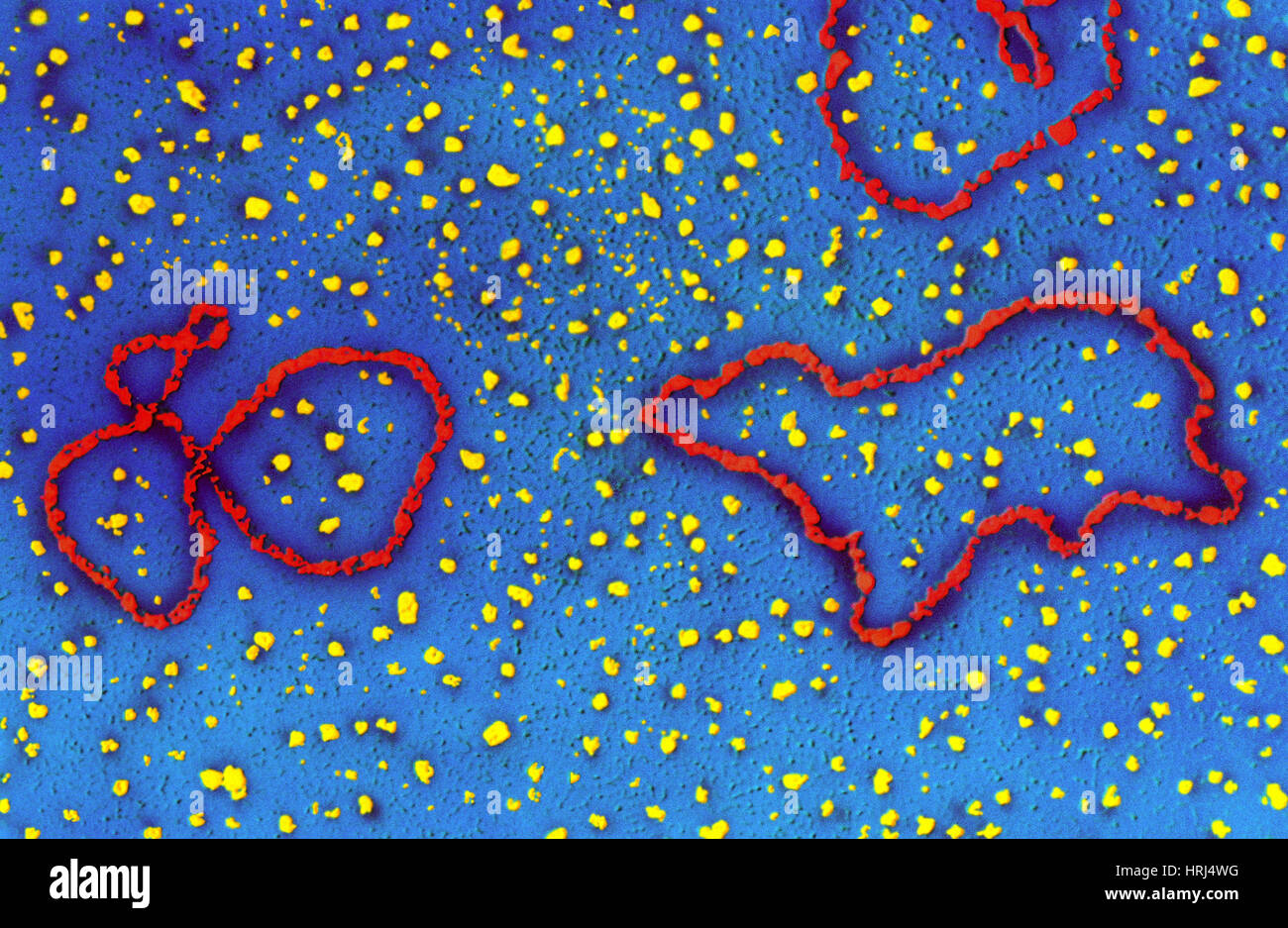 Bacterial dna tem hi-res stock photography and images - Alamy