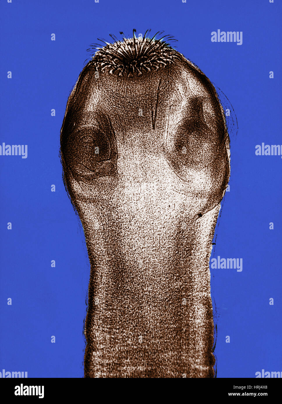 Scolex hi-res stock photography and images - Alamy