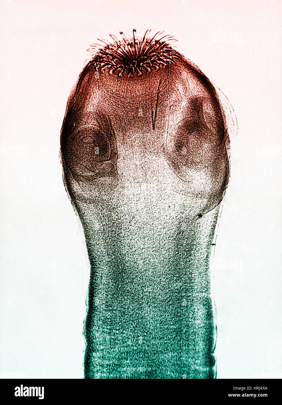 Taenia scolex hi-res stock photography and images - Alamy