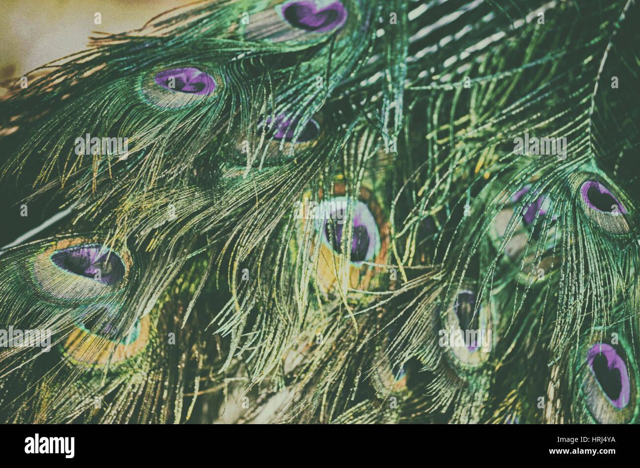 Picock hi-res stock photography and images - Alamy