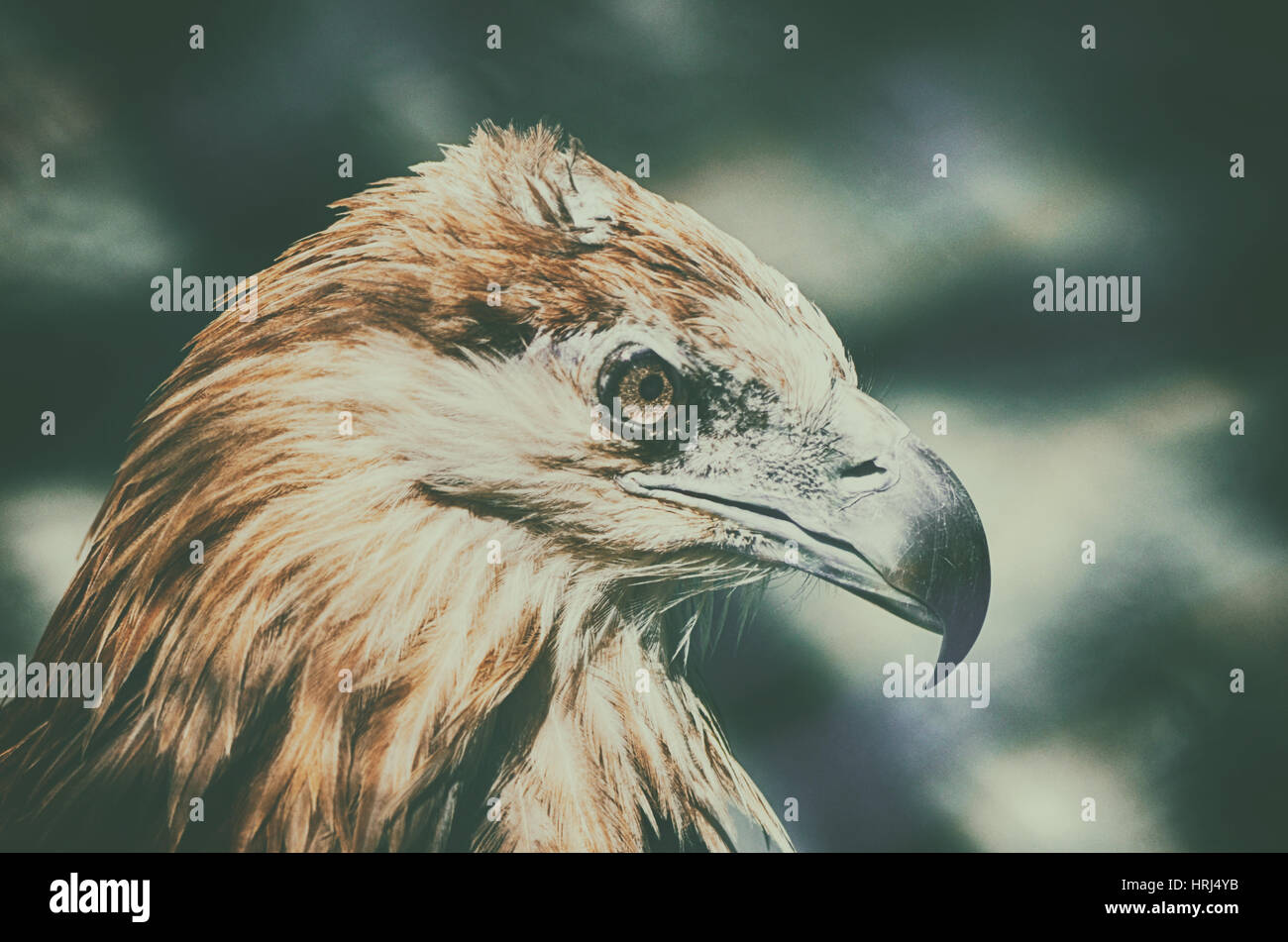 Pure white eagle hi-res stock photography and images - Alamy