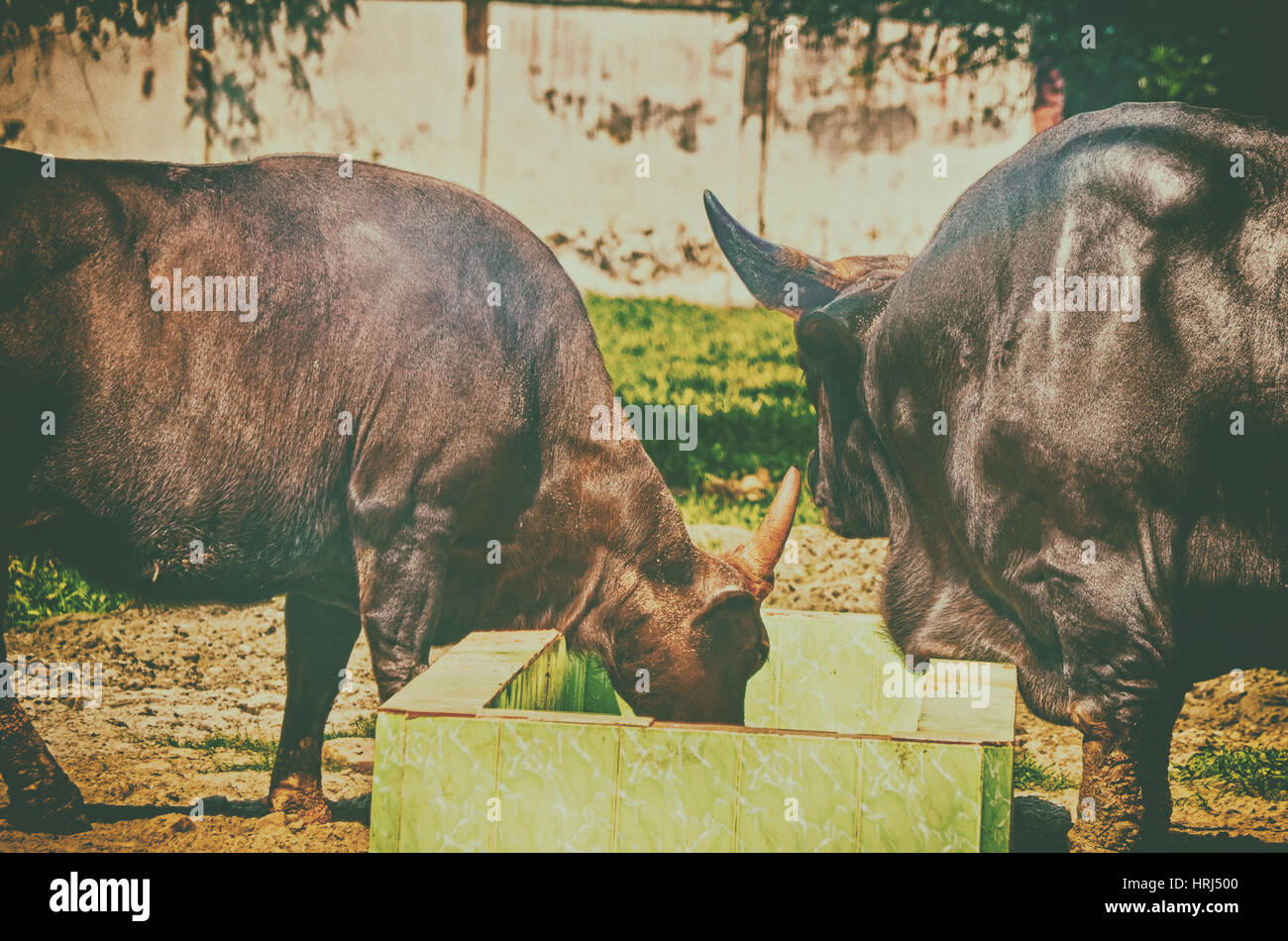 Closeup Portrait of a Bull in farms field Stock Photo - Alamy