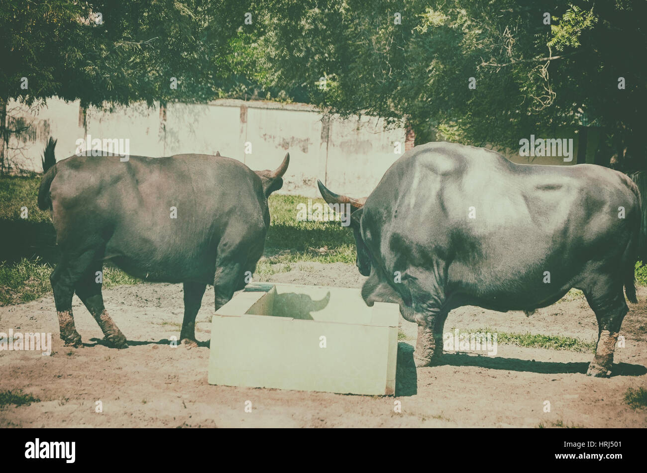 Closeup Portrait of a Bull in farms field Stock Photo - Alamy