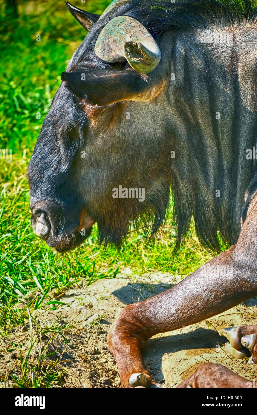 Closeup Portrait of a Bull in farms field Stock Photo - Alamy