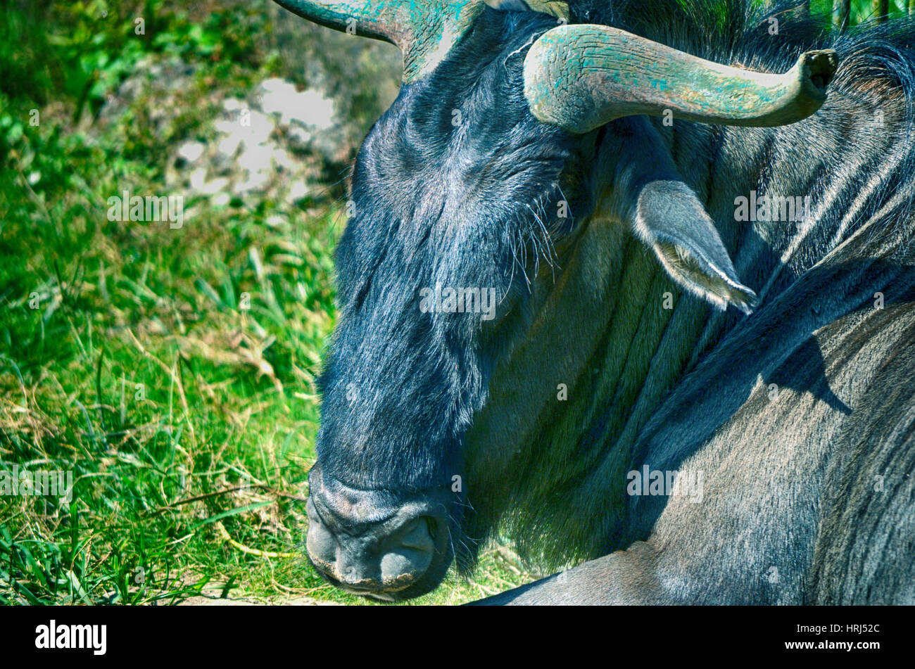 Closeup Portrait of a Bull in farms field Stock Photo - Alamy