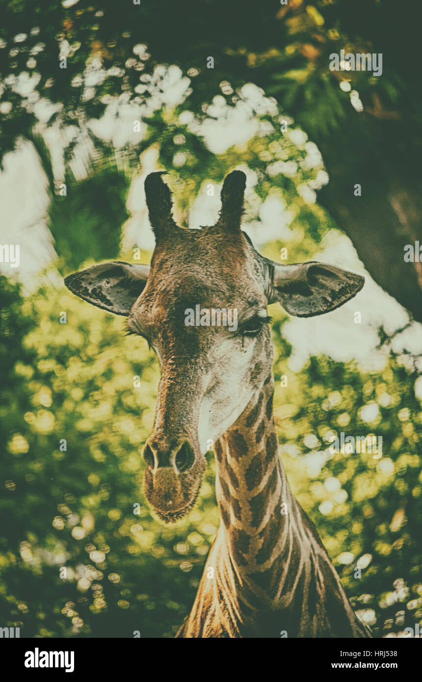 Closeup view of giraffe face Stock Photo - Alamy