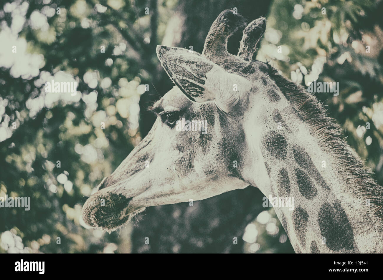 Closeup view of giraffe face Stock Photo - Alamy