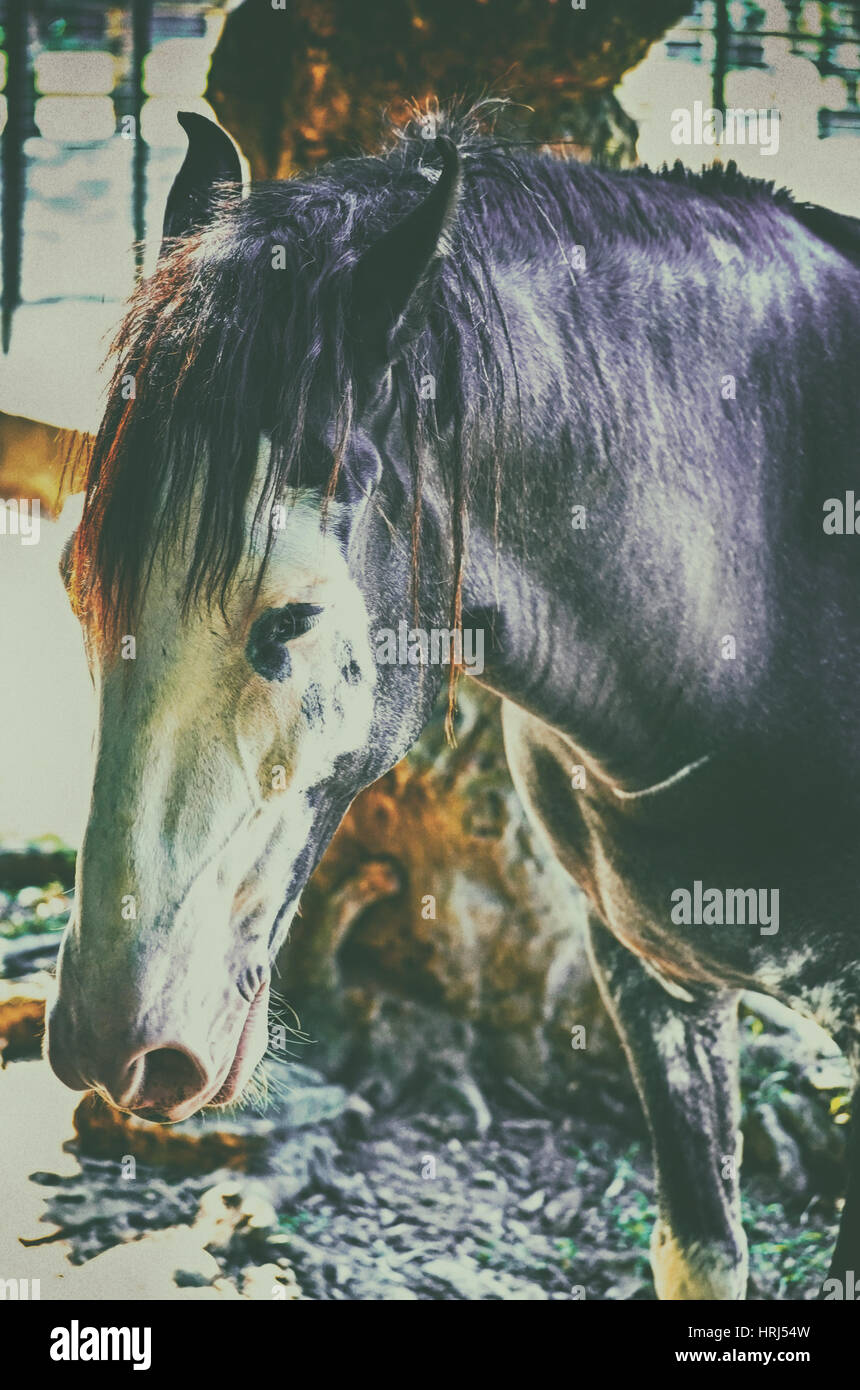 Close up beautiful arabian horse head hi-res stock photography and ...