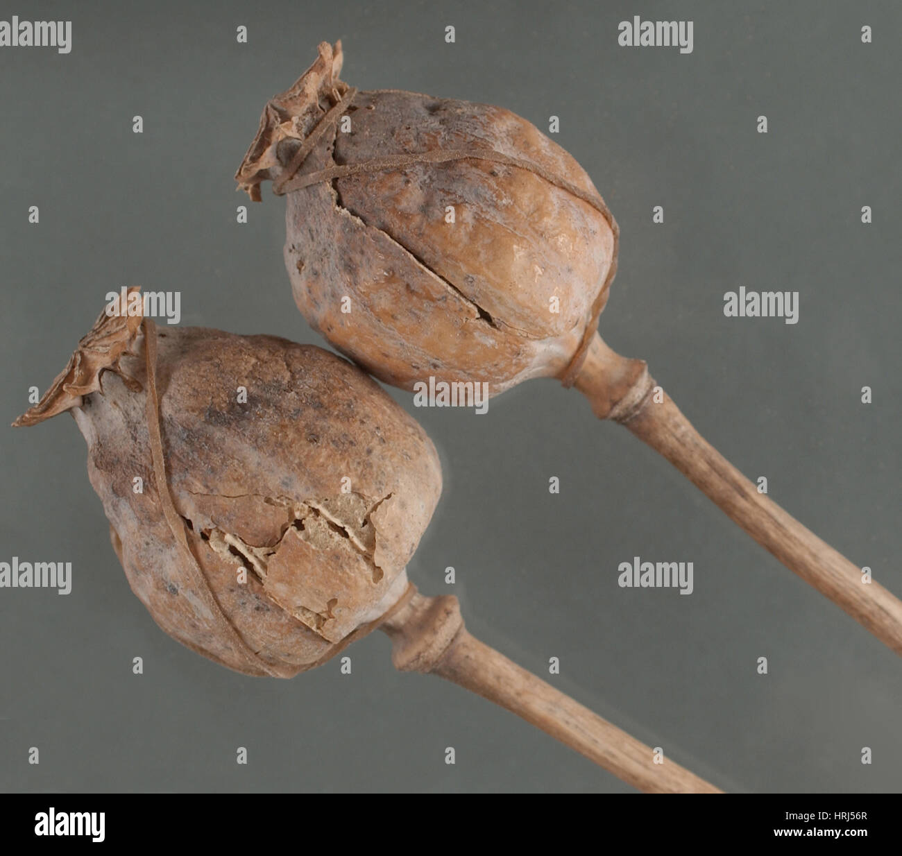 Scored Opium Poppy Plant Stock Photo - Alamy