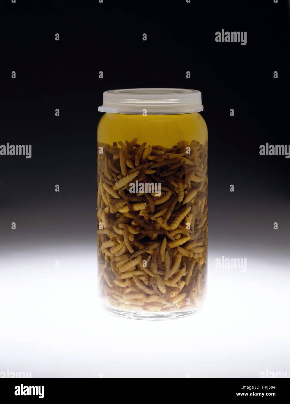 Forensics, Entomological Evidence Stock Photo - Alamy