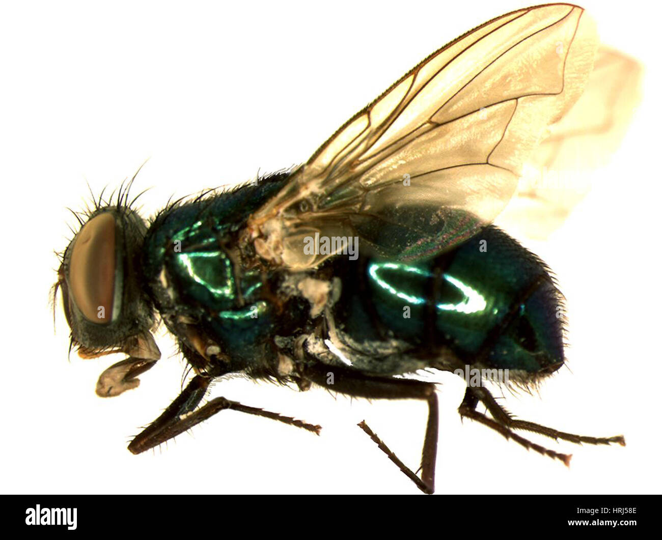 Forensic Helper, Common Green Bottle Fly, Blow Fly Stock Photo - Alamy
