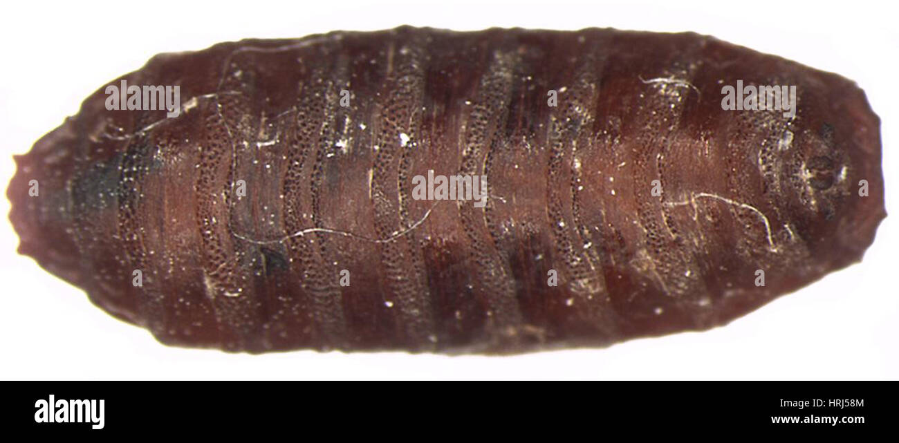 Blow fly larvae hi-res stock photography and images - Alamy