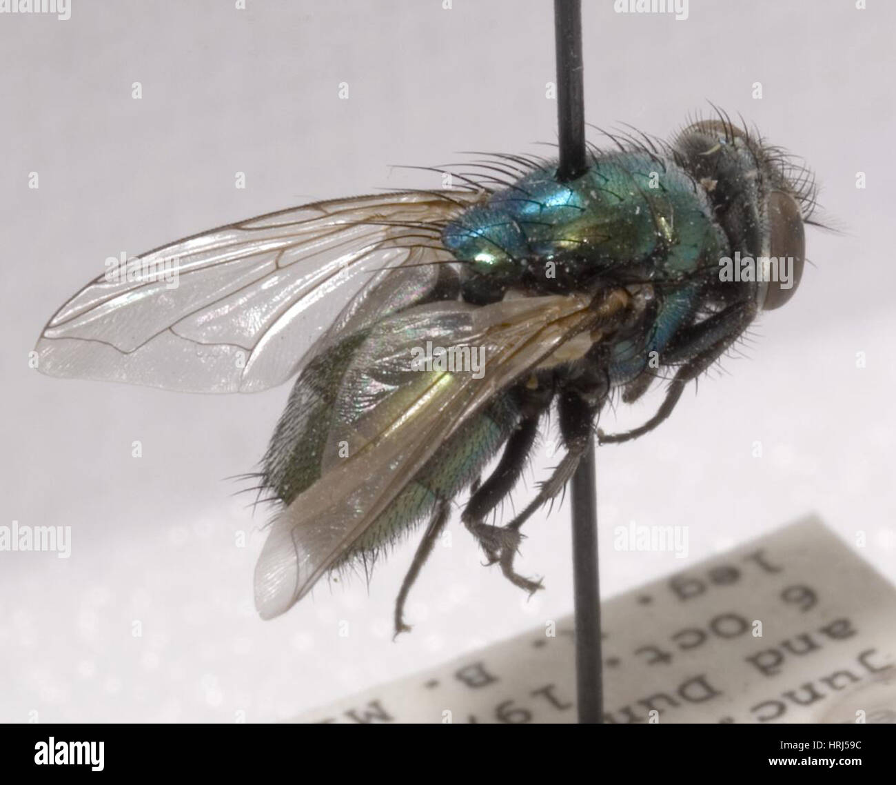 Cadaver study hi-res stock photography and images - Alamy