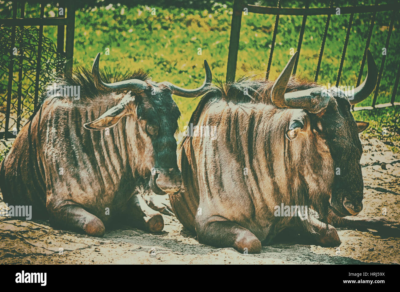 Closeup Portrait of a Bull in farms field Stock Photo - Alamy