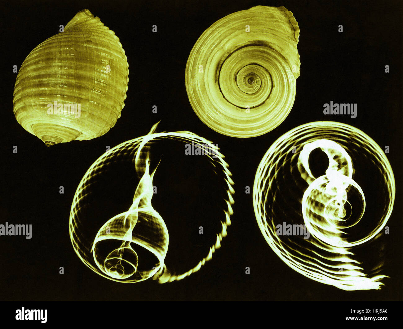 Shell x ray hi-res stock photography and images - Alamy