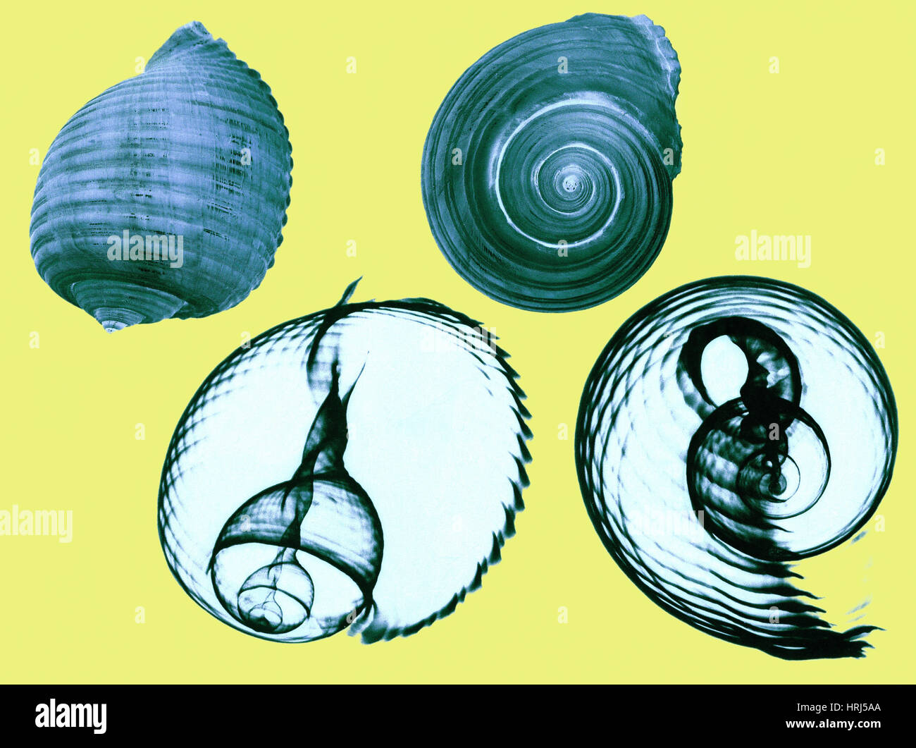 Tun shell, X-ray Stock Photo - Alamy