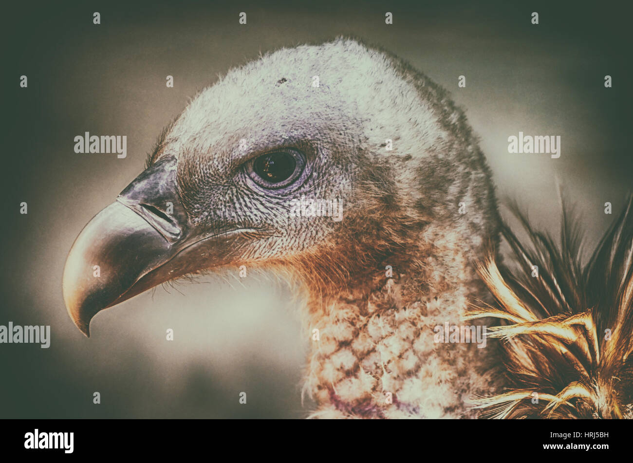Pure white eagle hi-res stock photography and images - Alamy