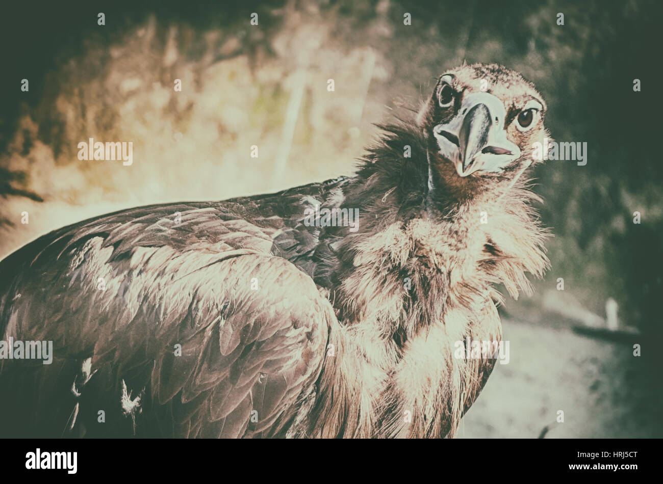 Pure white eagle hi-res stock photography and images - Alamy