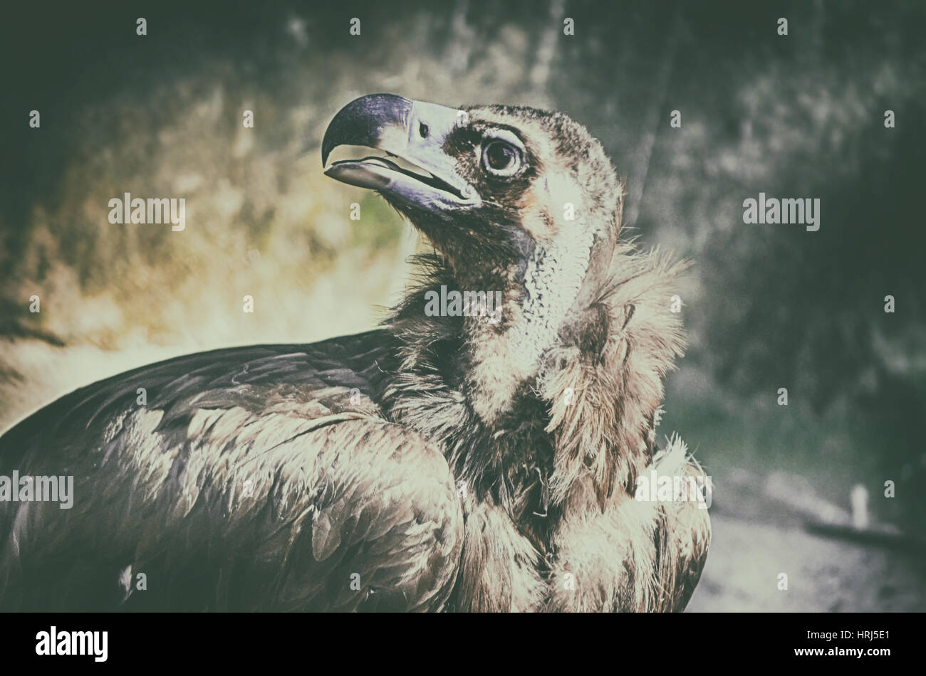 Pure white eagle hi-res stock photography and images - Alamy