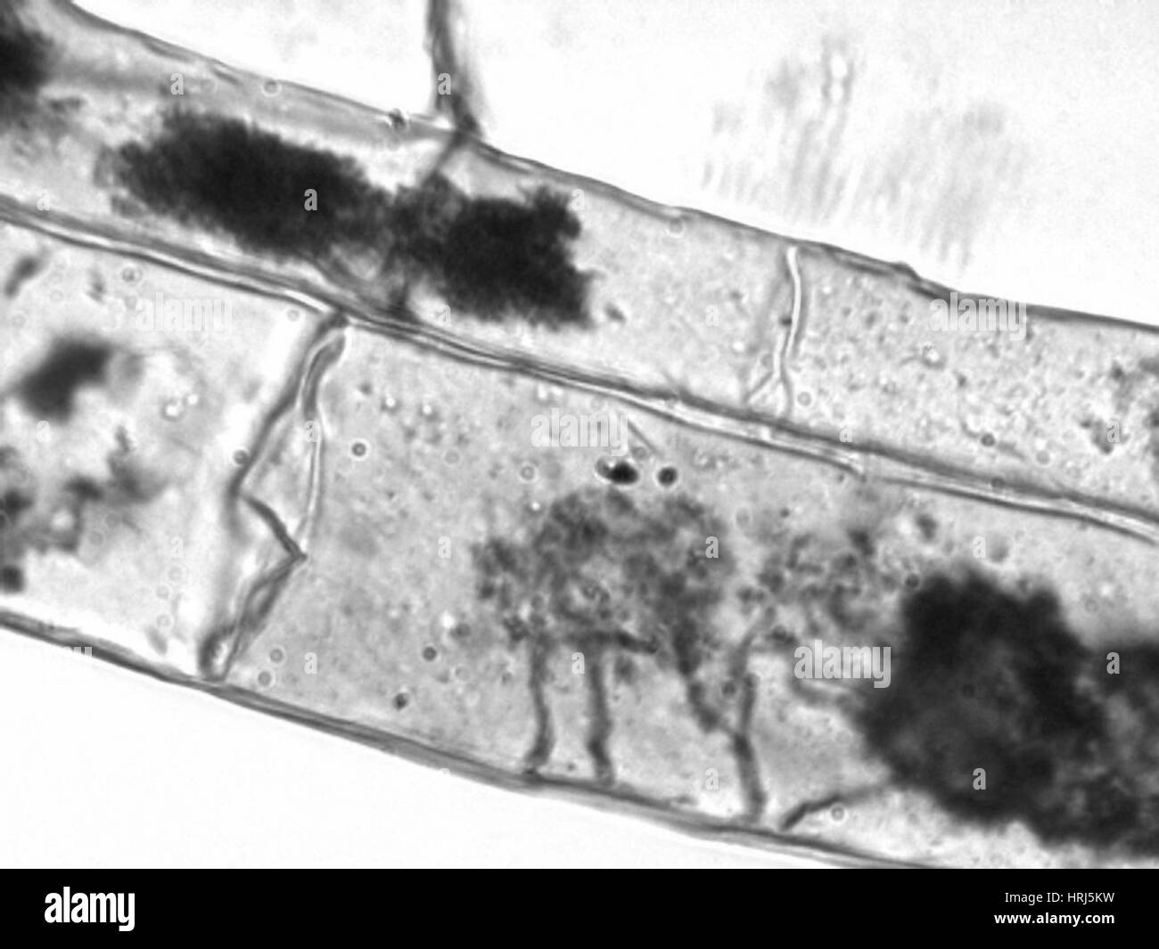 Plant root structures hi-res stock photography and images - Alamy