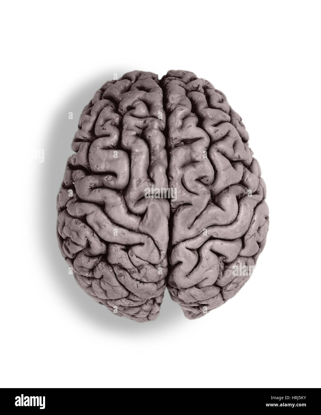 Human brain specimen Cut Out Stock Images & Pictures - Alamy