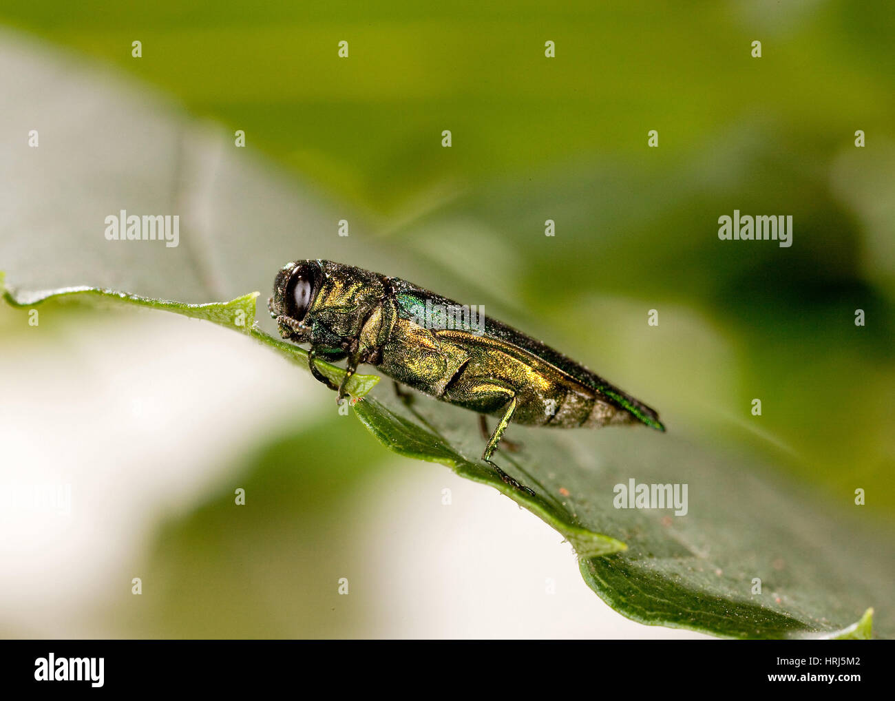 Emerald Ash Borer Stock Photo - Alamy