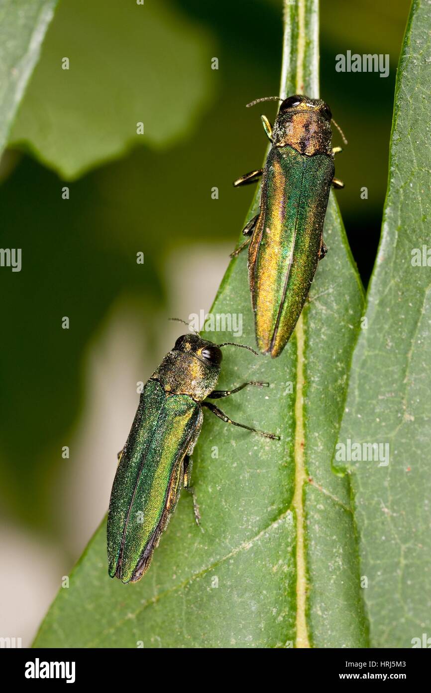 Ash borer beetle hi-res stock photography and images - Alamy