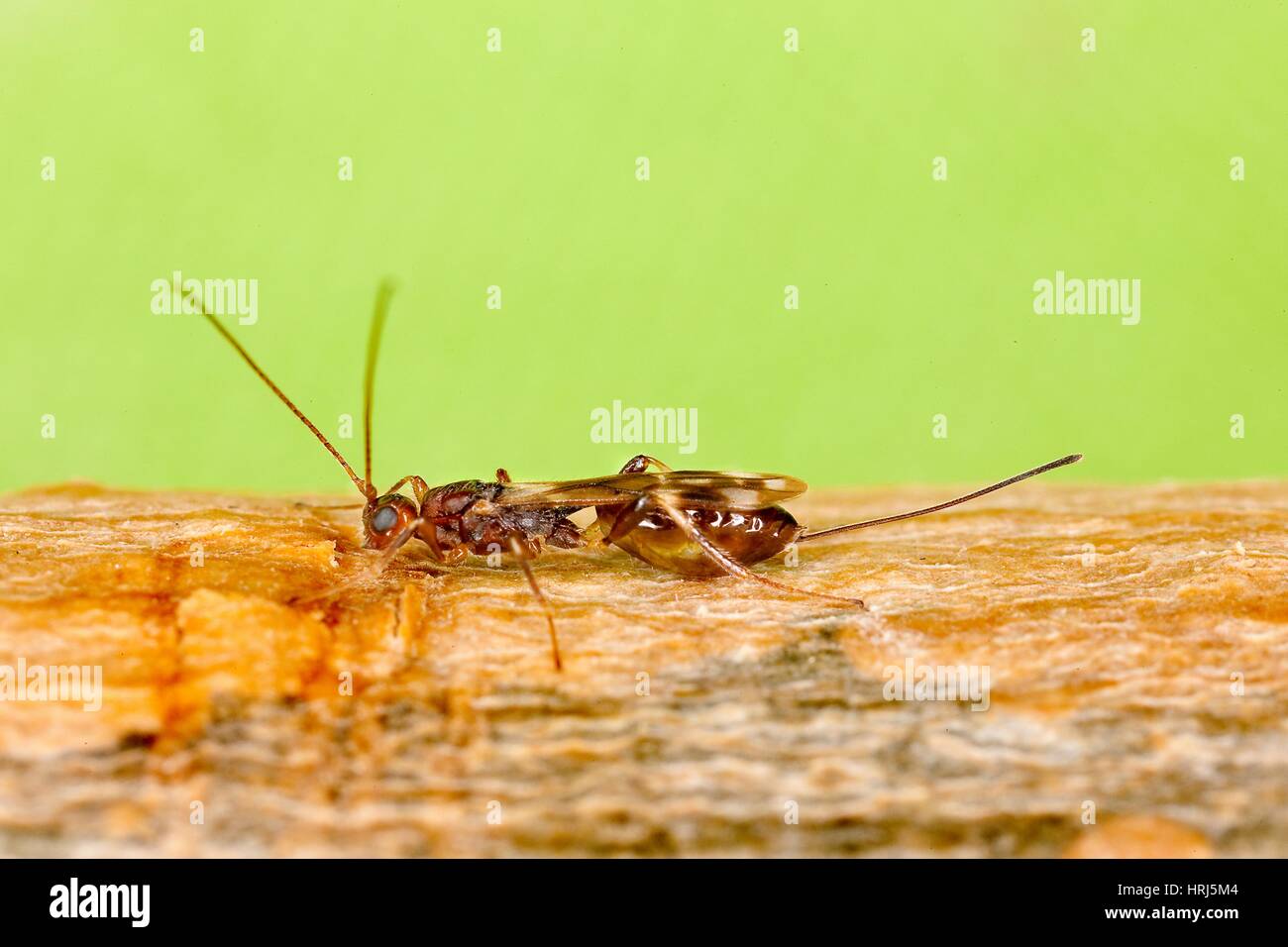 Coleoptera buprestidae larvae hi-res stock photography and images - Alamy