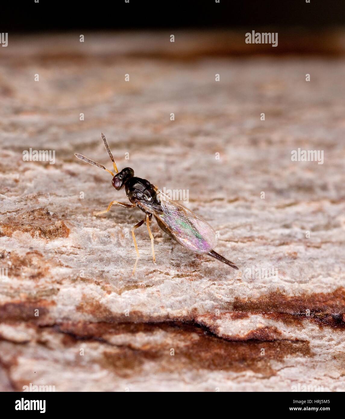Emerald ash borer beetle hi-res stock photography and images - Alamy