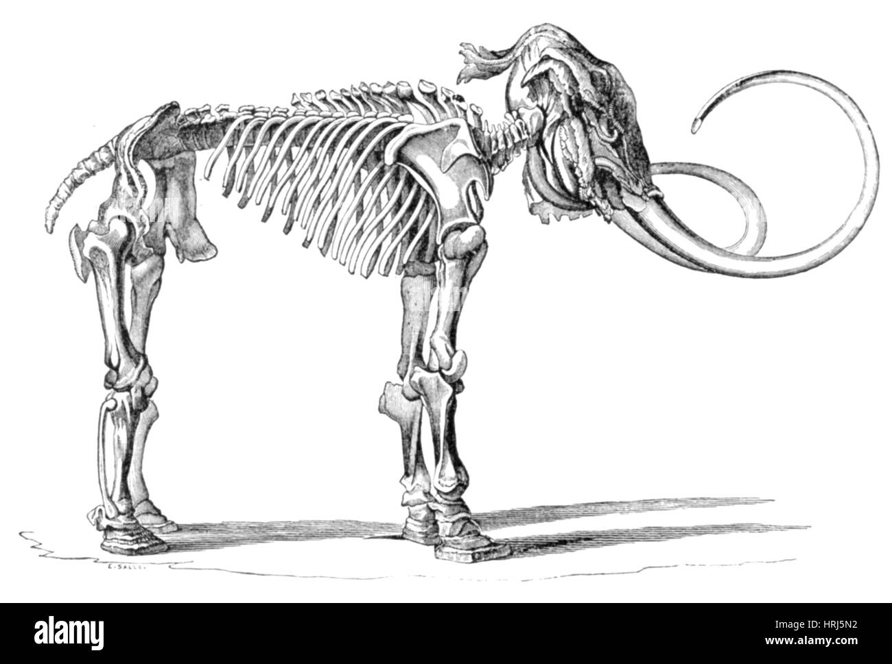 Mammoth skeleton illustration hi-res stock photography and images - Alamy