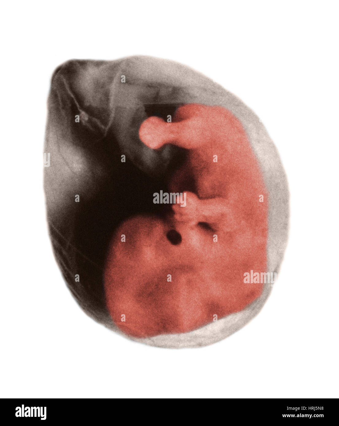 Embryo specimen Cut Out Stock Images & Pictures - Alamy
