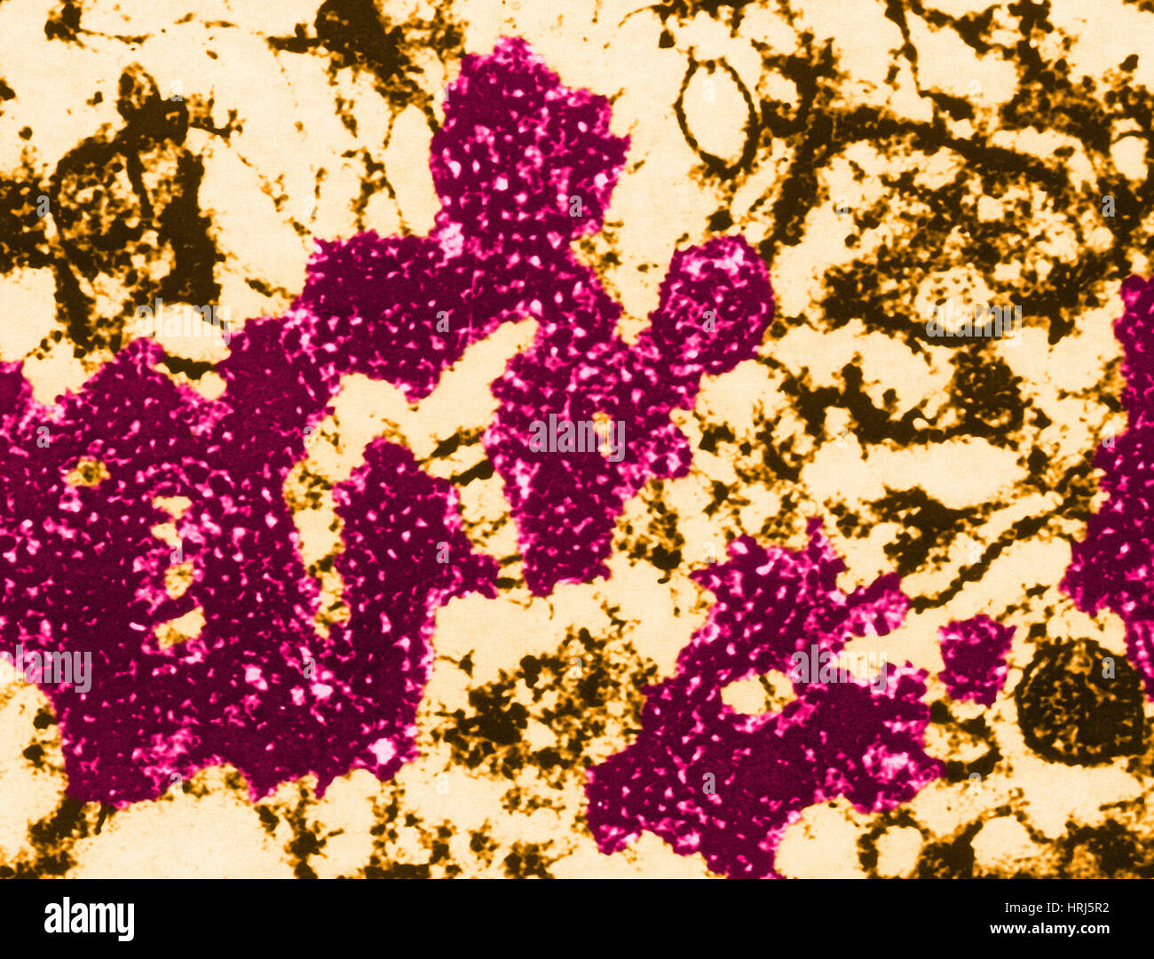 Aphthovirus hi-res stock photography and images - Alamy