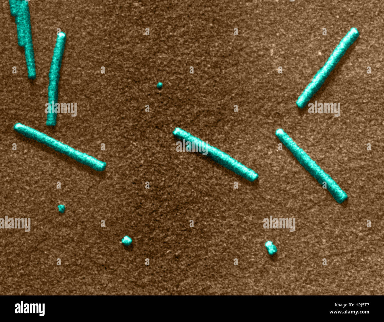 Tmv virus hi-res stock photography and images - Alamy