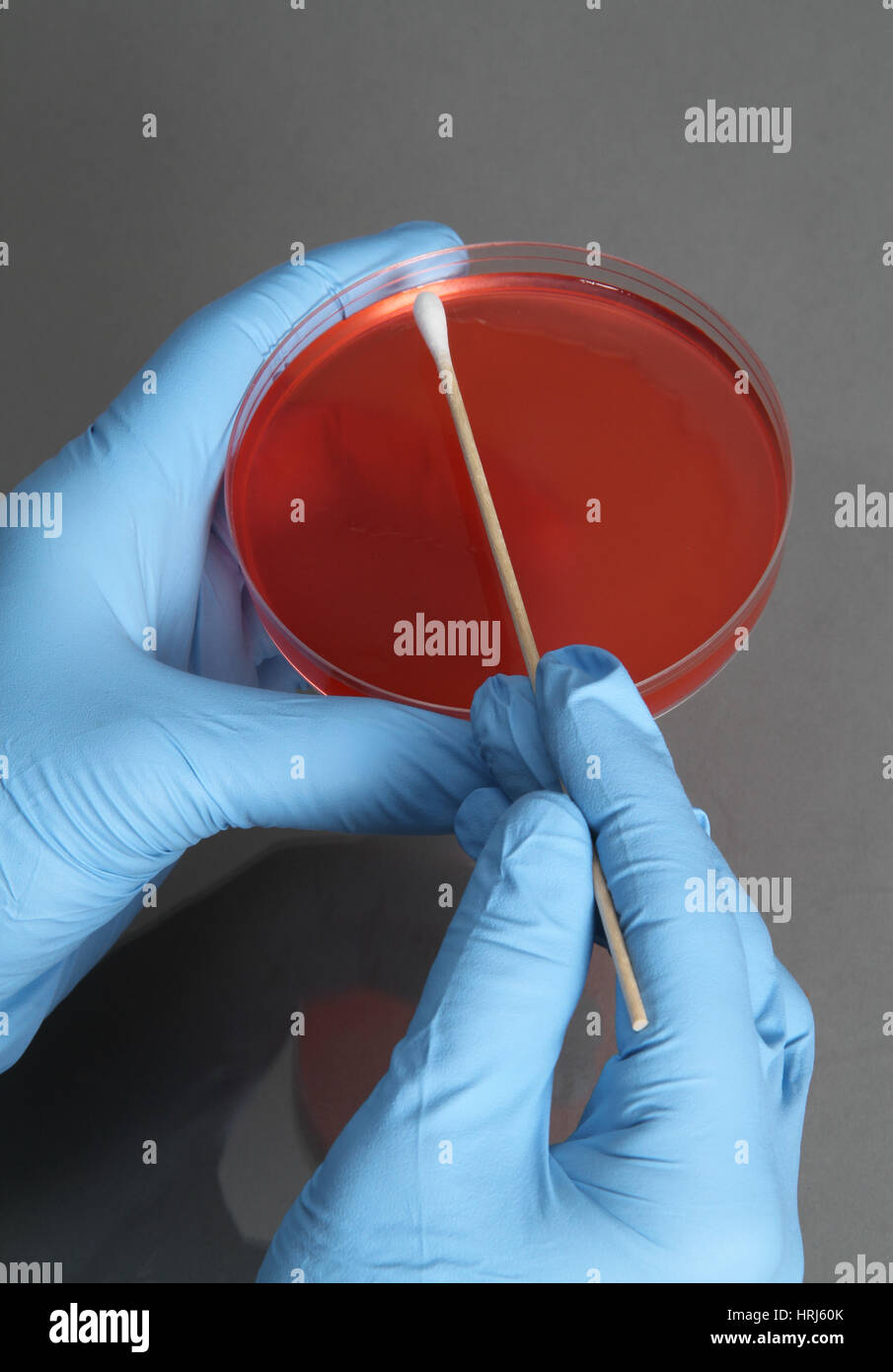 Culturing bacteria hi-res stock photography and images - Alamy