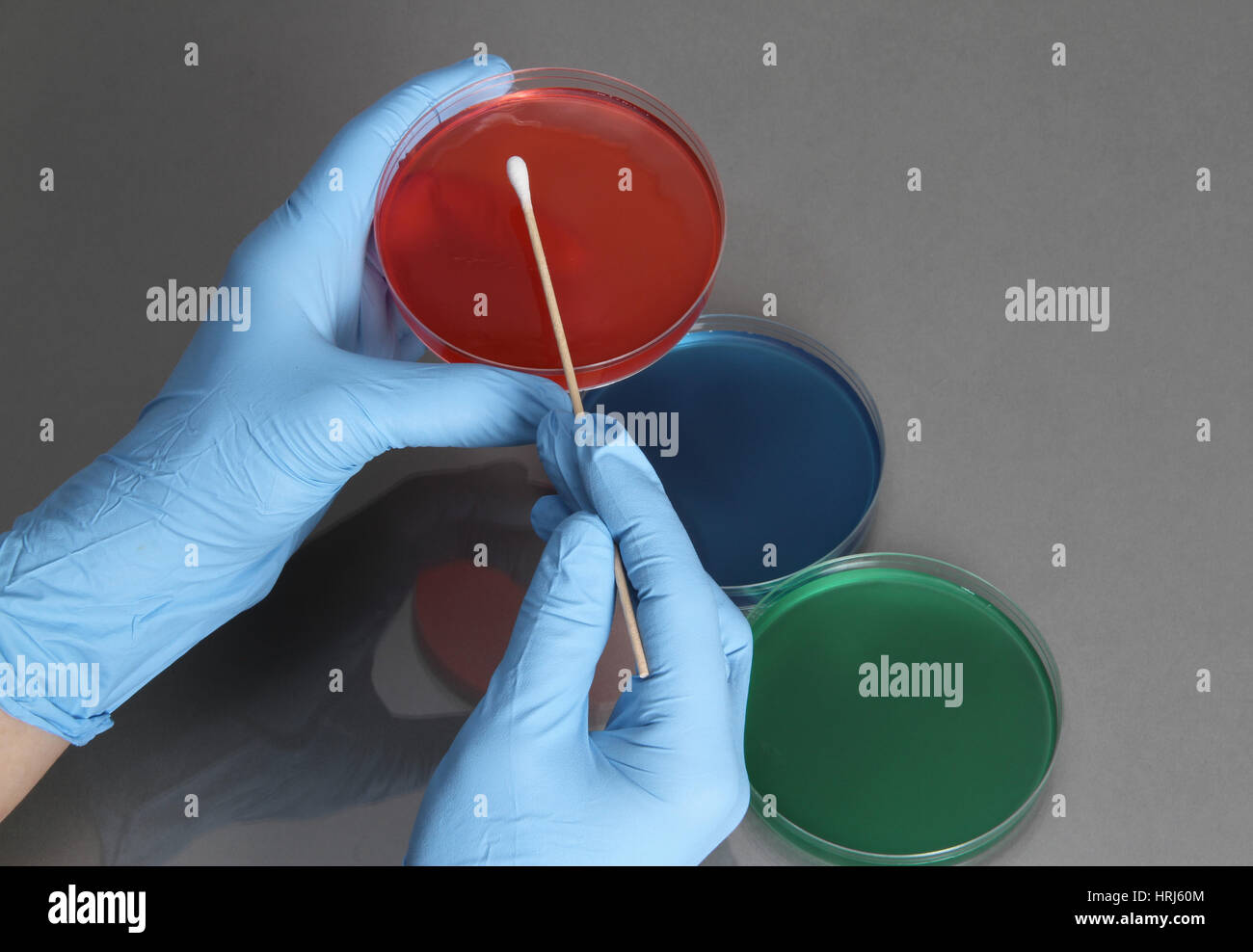 Culturing bacteria hi-res stock photography and images - Alamy