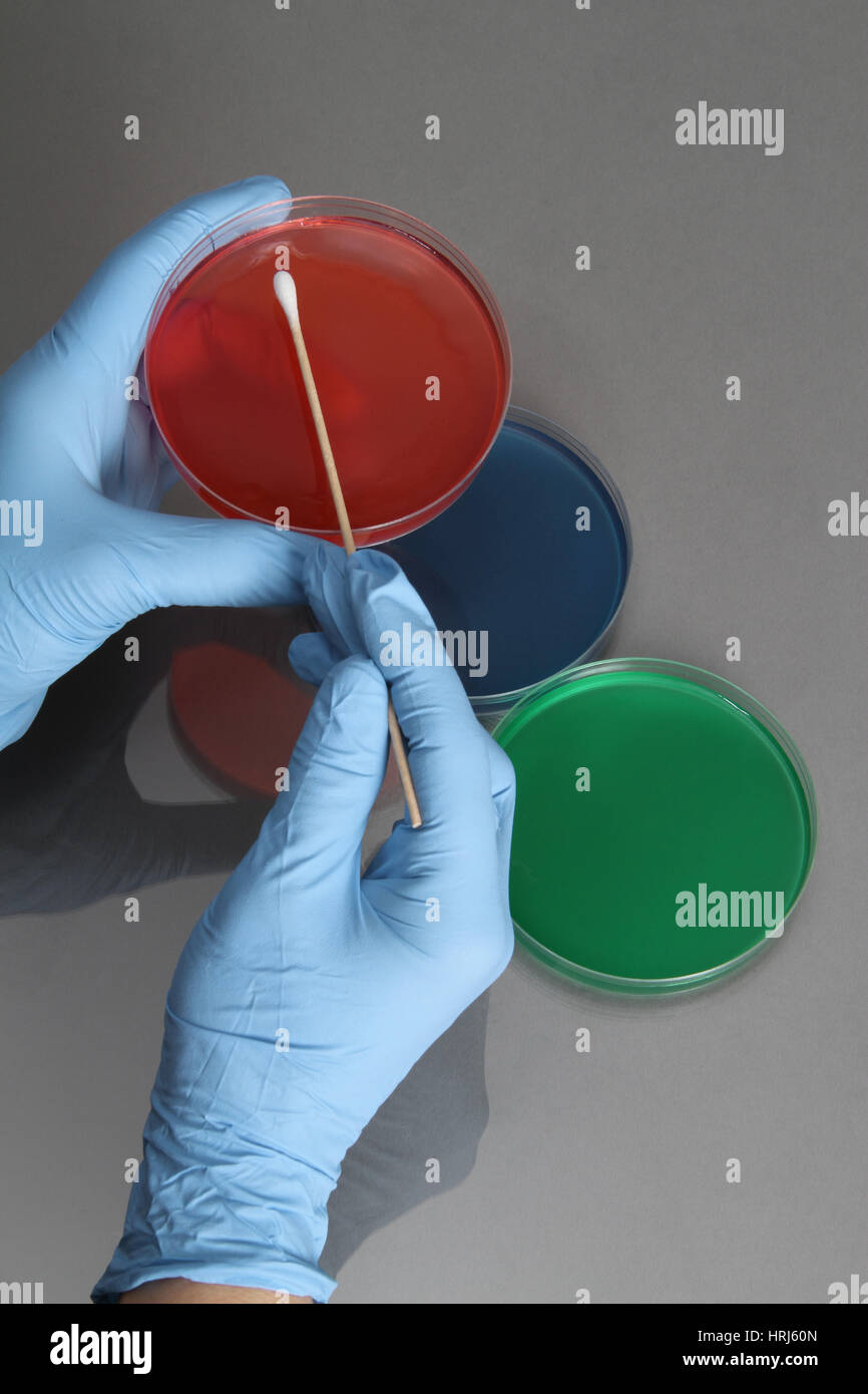 Culturing bacteria hi-res stock photography and images - Alamy