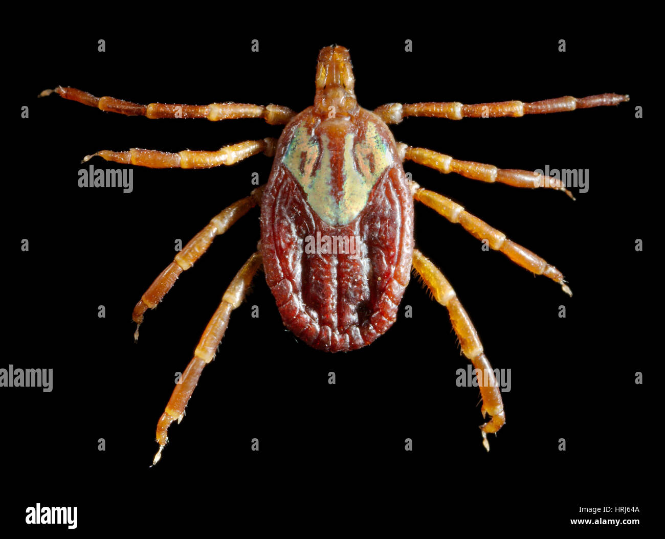 Female r hi-res stock photography and images - Alamy