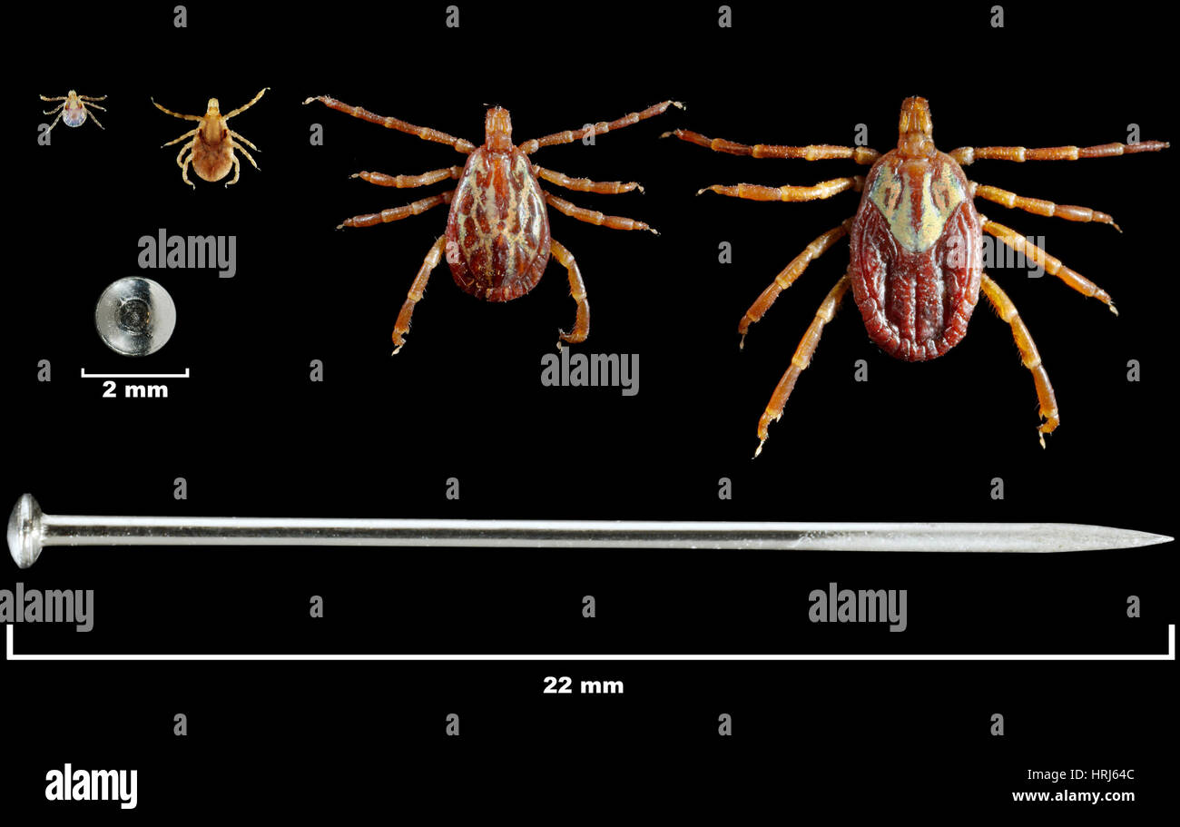 Gulf Coast Ticks Stock Photo - Alamy