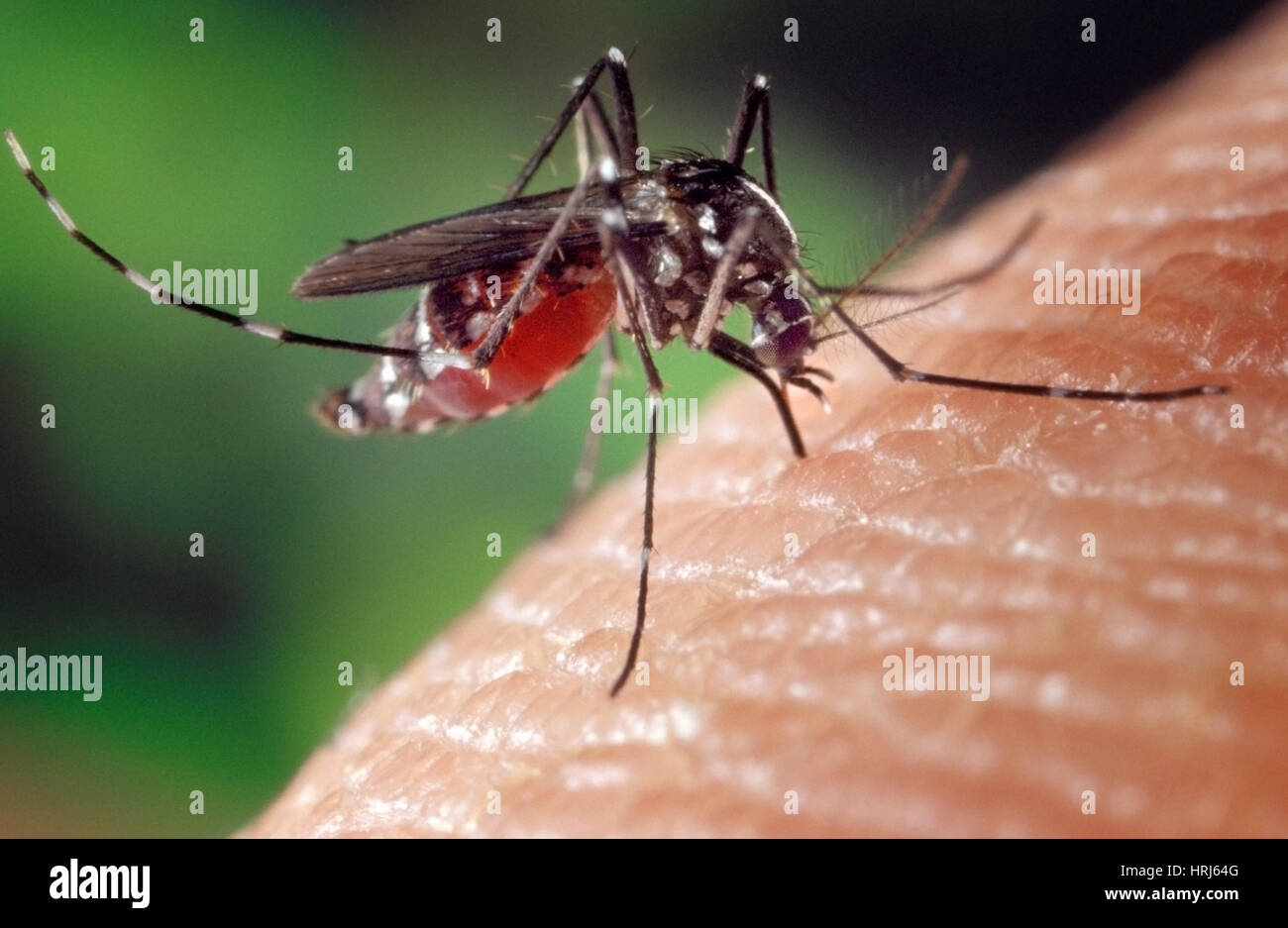 Asian Tiger Mosquito Stock Photo - Alamy