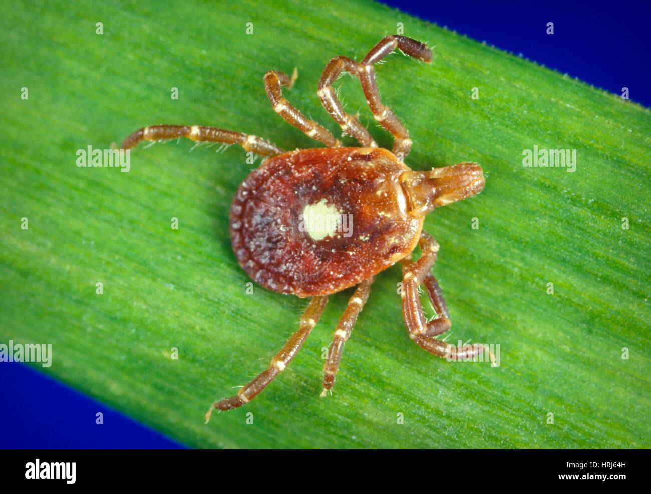 Female Lone Star Tick Stock Photo - Alamy